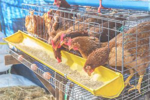 Analytical Tracers for Animal Feeds | Microtrace Solution